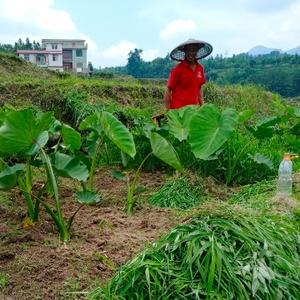 农村—诗和远方 