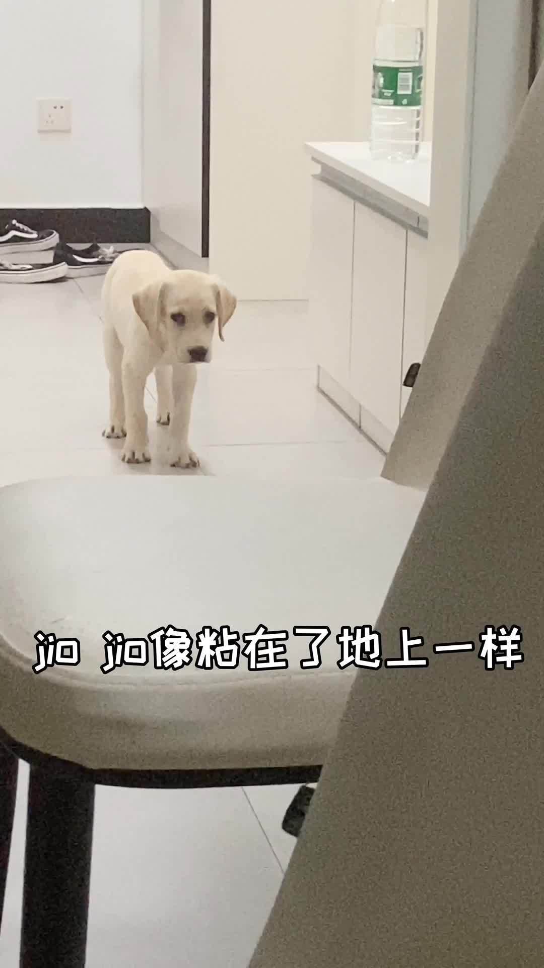 狗子不会动可以试试这样做.傻狗的日常