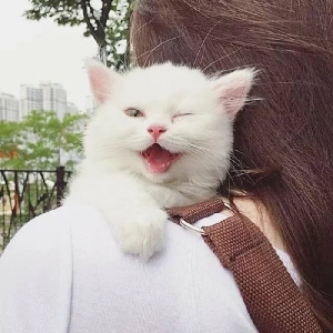 甜真带你过教资 