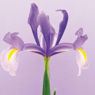 梧桐飘零 
