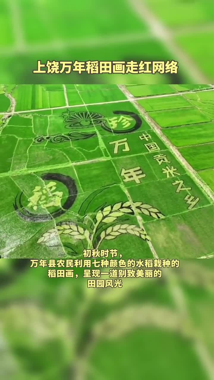 广袤稻田呈现别致美丽的田园风光