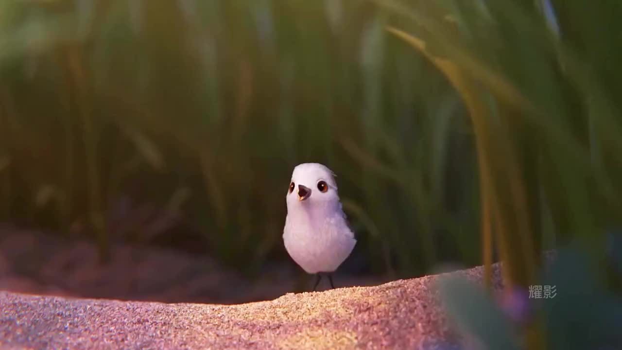 奥斯卡最佳动画短片,小鹬鸟的成长,感动无数家长 #快手影视巨星计划 #...