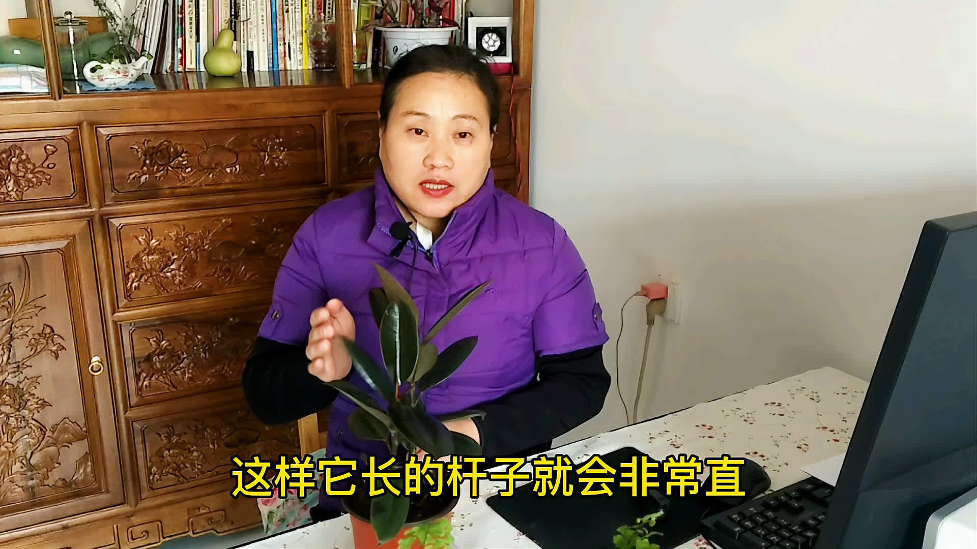 如何养护橡皮树,一个小方法让独杆长直