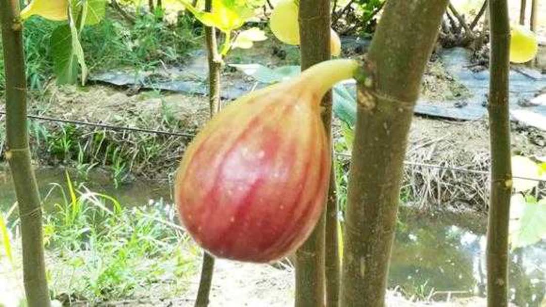 无花果功效多?这个小妙招,让又痒又痛的带状疱疹没了踪影