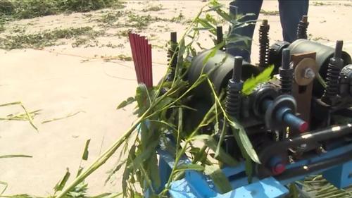 你还用笨方法取树皮?试试柳条扒皮机,1秒破皮取条,又快又平安