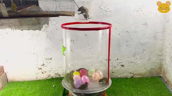 一个自动旋转的捕鼠器,看看怎么抓老鼠