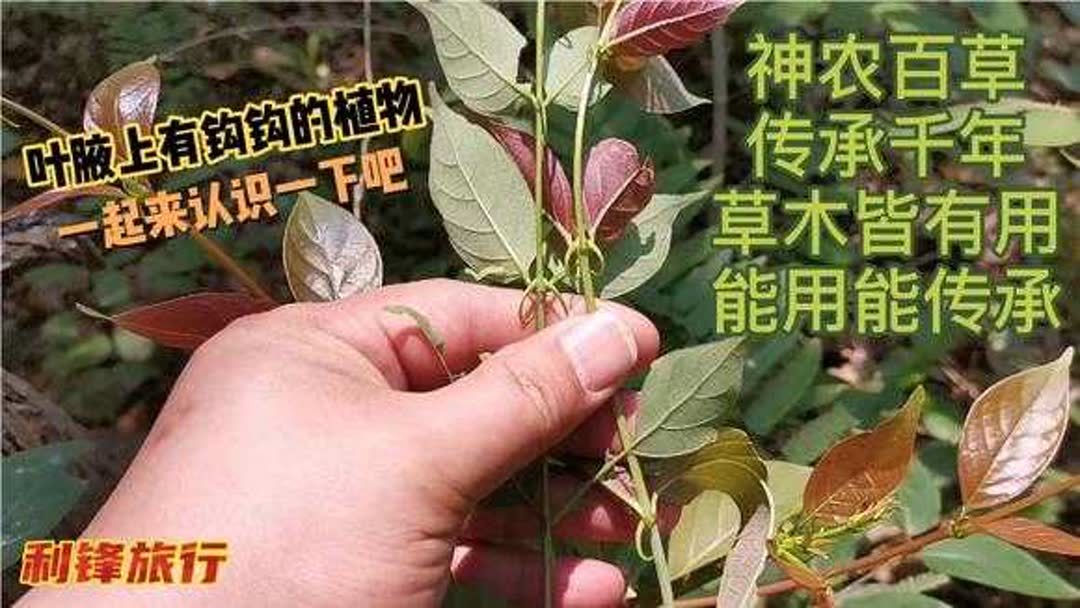 树上有1对钩的好像只有1种,用处很多,一起来认识一下钩藤吧