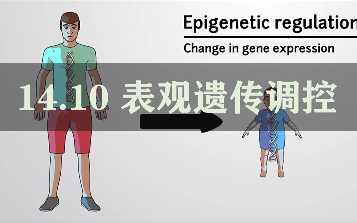 【JoVE】基因表达14.10表观遗传调控 /Epigenetic Regulation