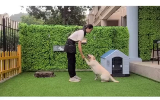 狗狗在宠物学校是怎么样的呢