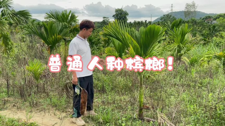 普通人种槟榔:靠天下雨,不施有机肥,撒尿素复合肥,打除草剂