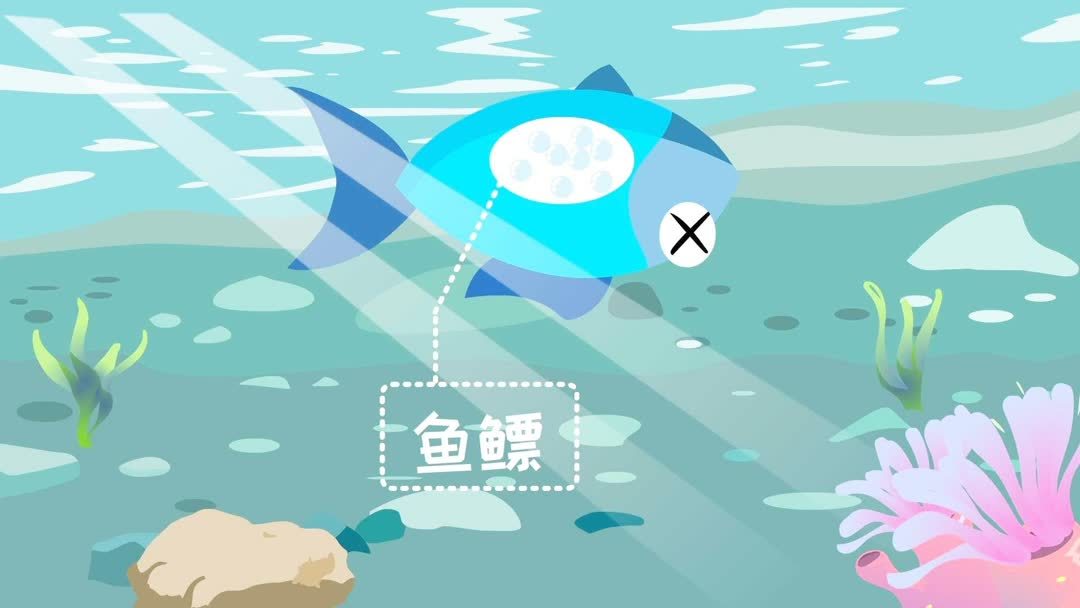鱼死后为什么会漂浮在水面上,而且肚皮朝天?