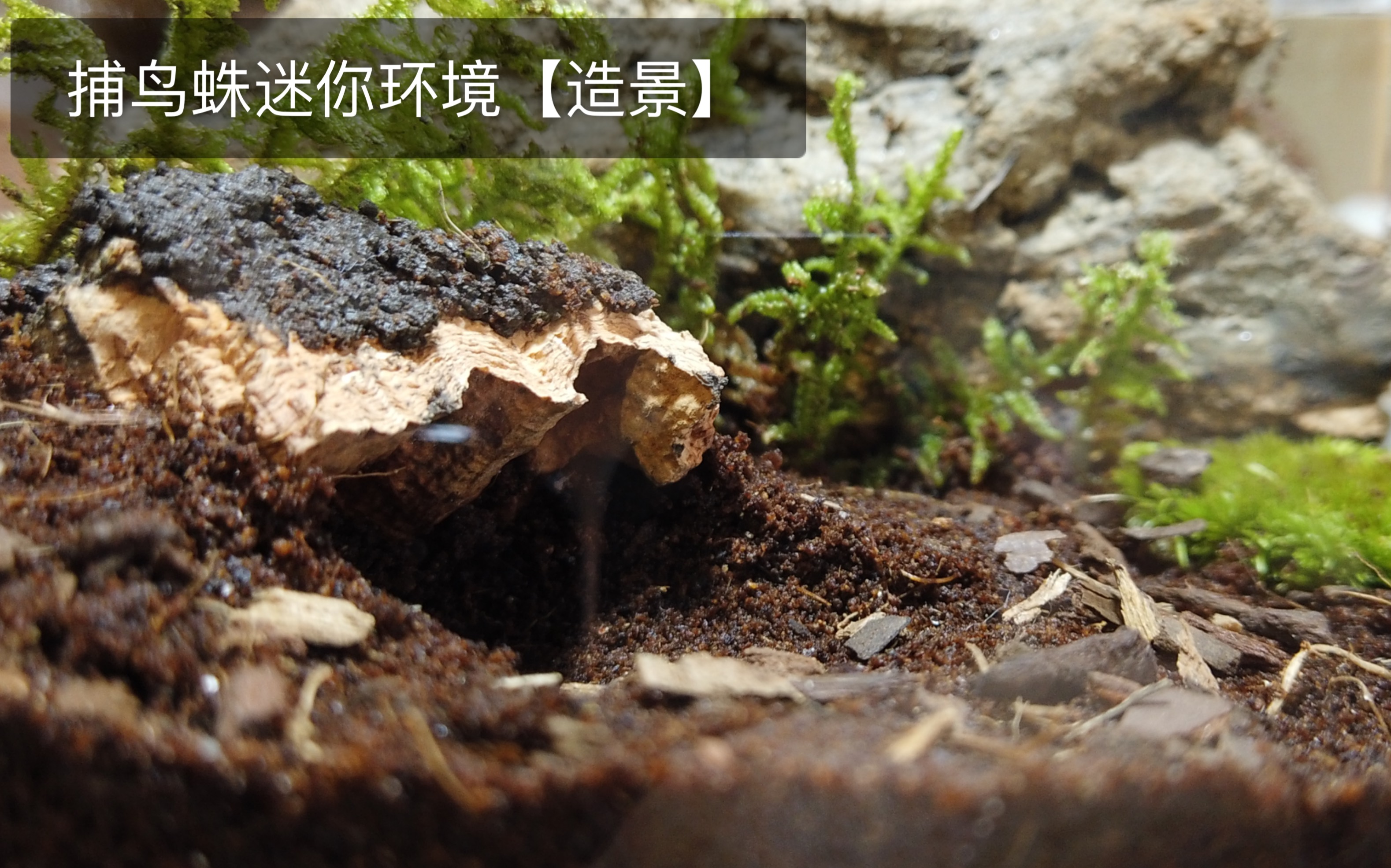 【造景】捕鸟蛛 蜘蛛造景 微景观生态环境 迷你造景