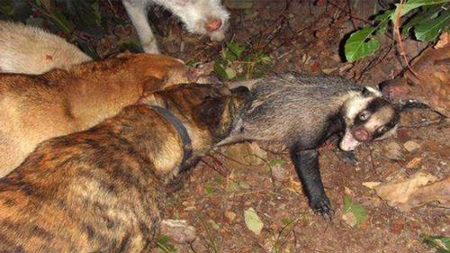 猪獾被狗子狙击,怎料不服就干的猪獾,肉都不吃了就要"报仇"!