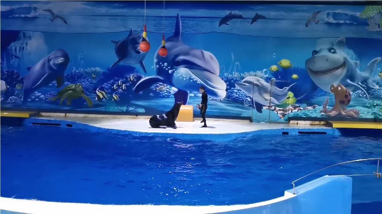 海豚表演,来自视觉的冲击
