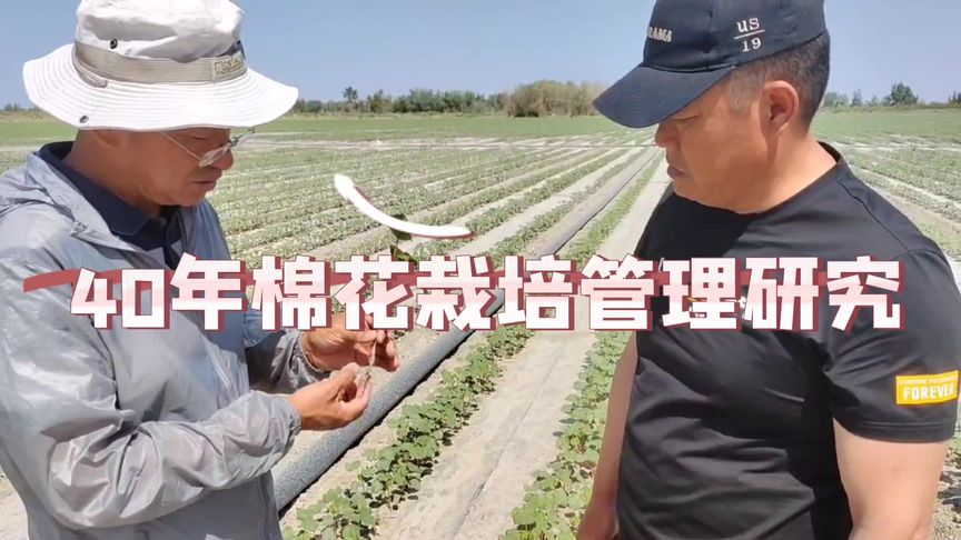 #分享农业知识帮农民增产增收 #新疆棉花 #新农人计划2023