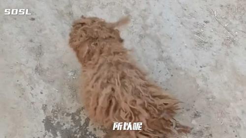 得病的泰迪犬被无情的丢在垃圾堆,发愁的是医生都无法治好它的病
