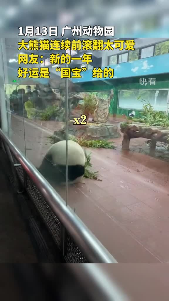 大熊猫连续前滚翻太可爱,网友:新的一年好运是"国宝"给的!