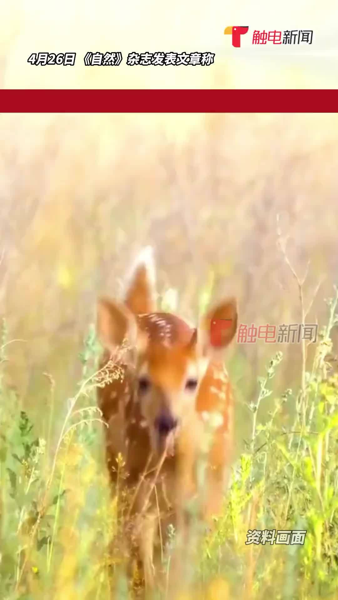 ...,研究人员担心这些动物会成为病毒宿主,成为难以控制的病毒暴发源