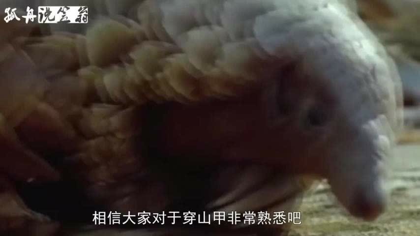 穿山甲是如何带宝宝的?一辈子难得见一次,真是太可爱了!