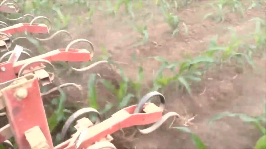 大型农场锄草都使用机械自动化设备,这可考验开车技术