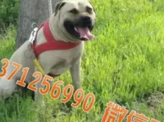 比特犬打架, 看看比特犬到底有多厉害