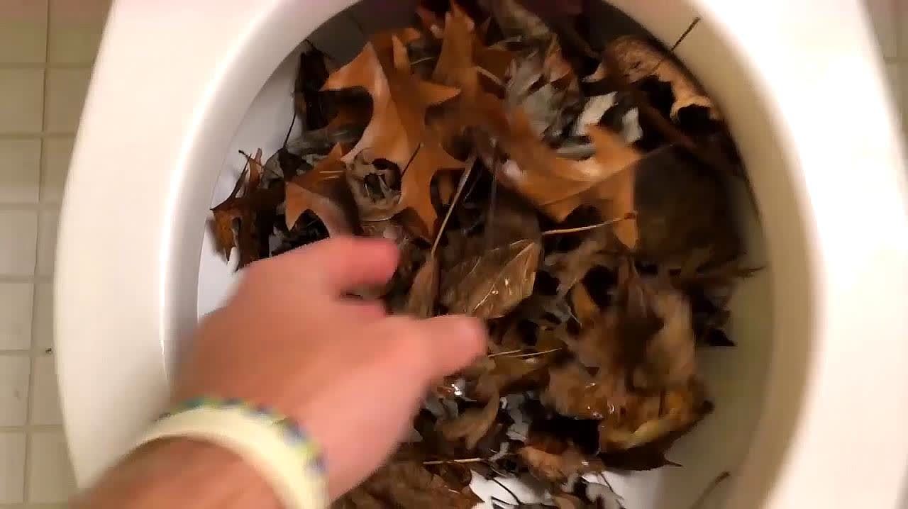 小伙测试坐便器吸引力,把一堆树叶倒下去,按冲水键后能吸走吗?