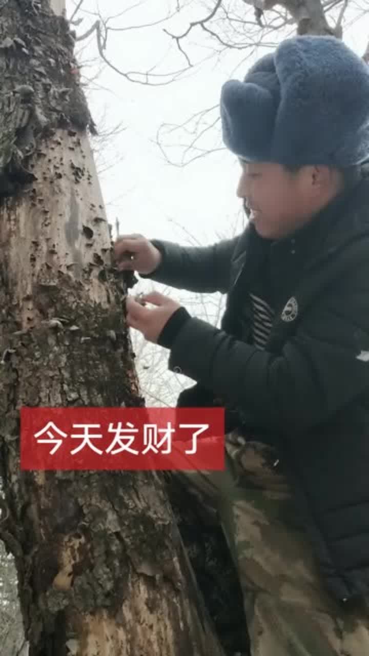 今天去森林里采山去了,遇到野生山木耳也叫毛木耳,是一种药食两用的...