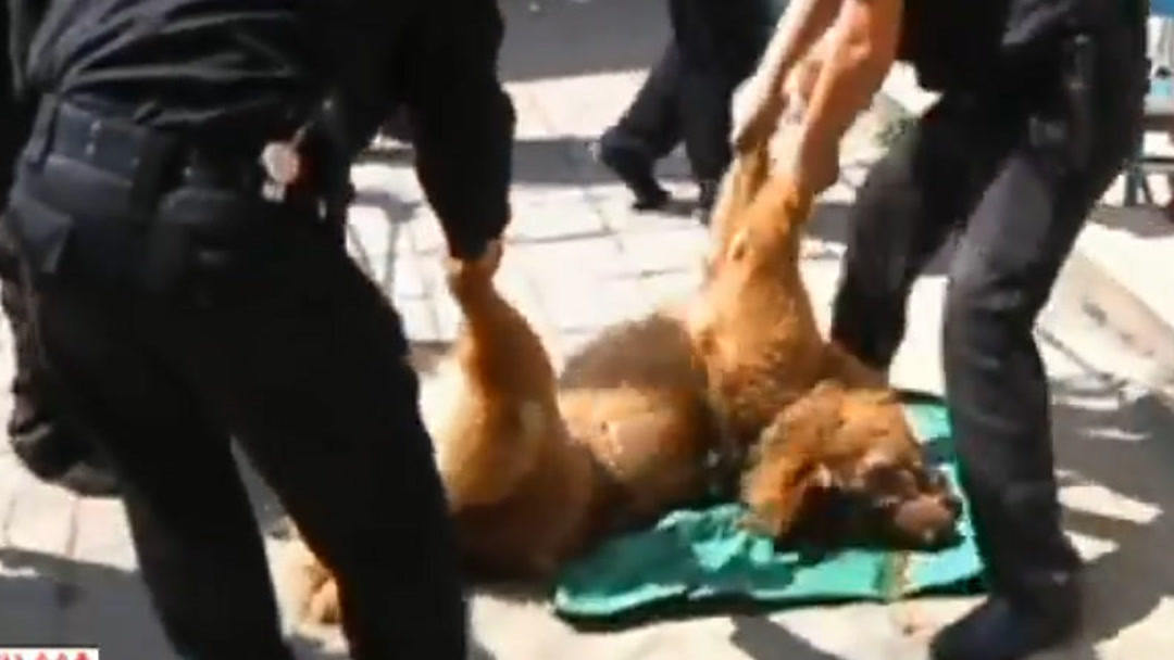 流浪藏獒咬伤老人后又欲伤人,被民警当场击毙