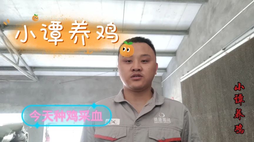 这个技术必须会,今天介绍鸡采血技术,正确的采血方法。