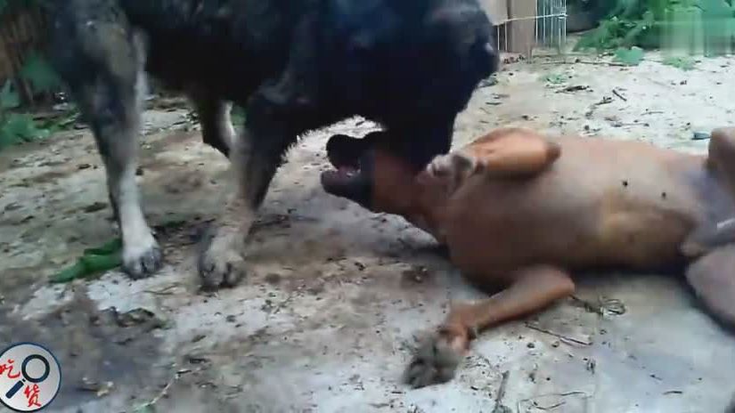 精彩斗狗 猎杀野狼犬高加索对战70斤大比特 俄罗斯高加索威武