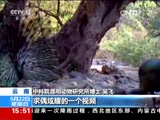 [新闻直播间]国际生物多样性日 云南:罕见视频展现绿孔雀开屏之美