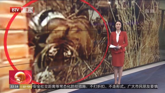 黑龙江:野生东北虎进村,拍碎车窗又伤人