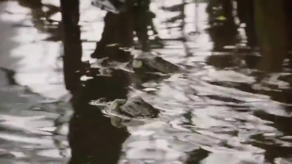 动物:在水下,两岁的小鳄鱼捕猎技巧熟练,拿小动物练练手