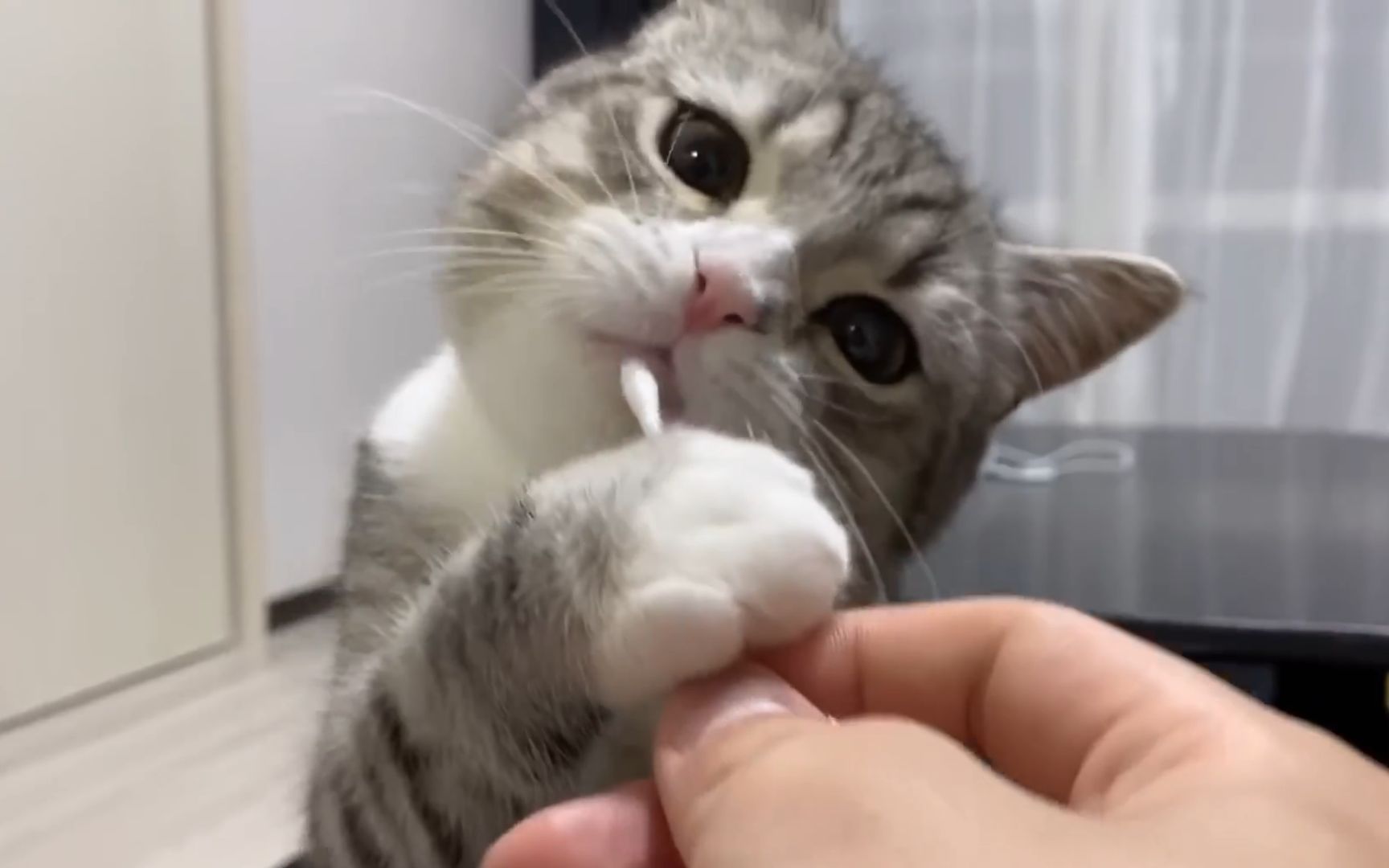 猫看到棉签时一脸不可思议地靠近了…!