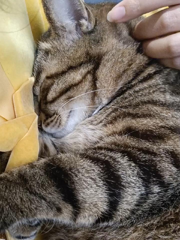 谁懂啊,狸花猫真的好会撒娇!#治愈猫咪 #狸花猫