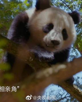 【野生大熊猫的相亲角你见过吗?】朱大海,是龙溪-虹口国家级自然保护...