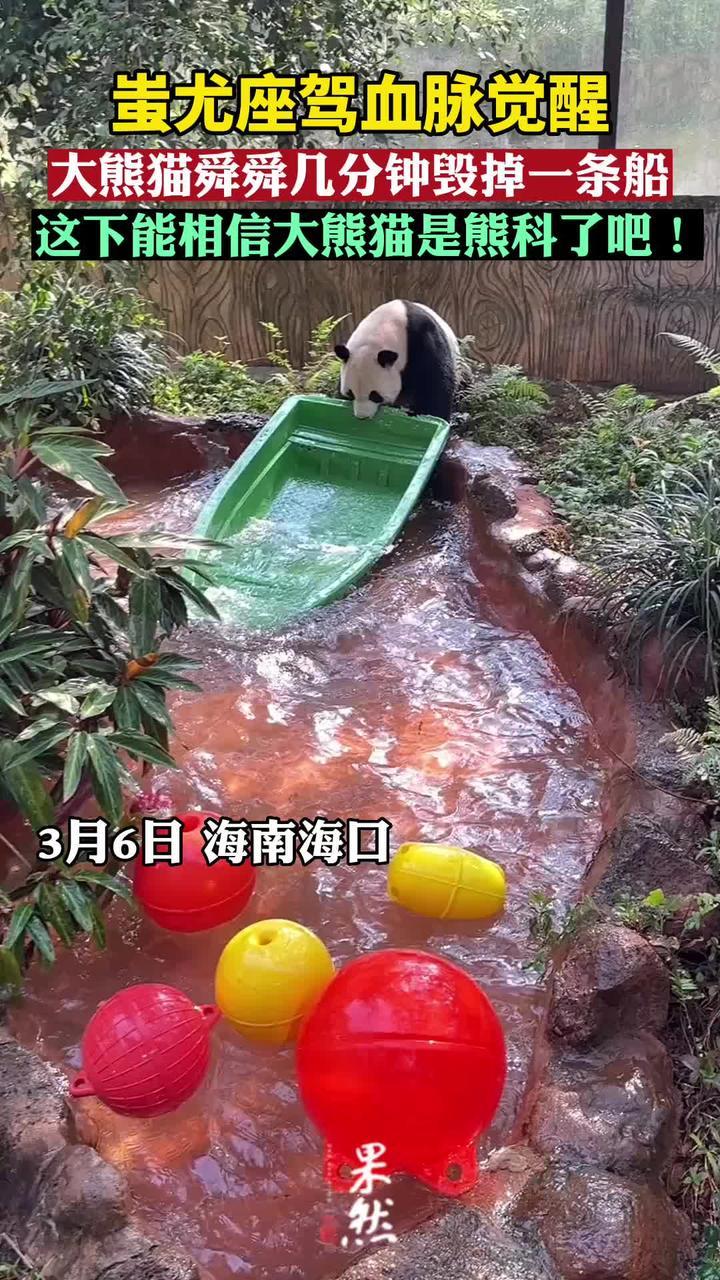 这下都相信大熊猫是熊科了吧…