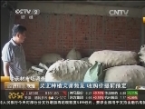 [经济信息联播]灵芝种植灾害频发 收购价提前预定