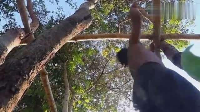 在树上建房子!房顶设计成游泳池!大叔你太有才了!