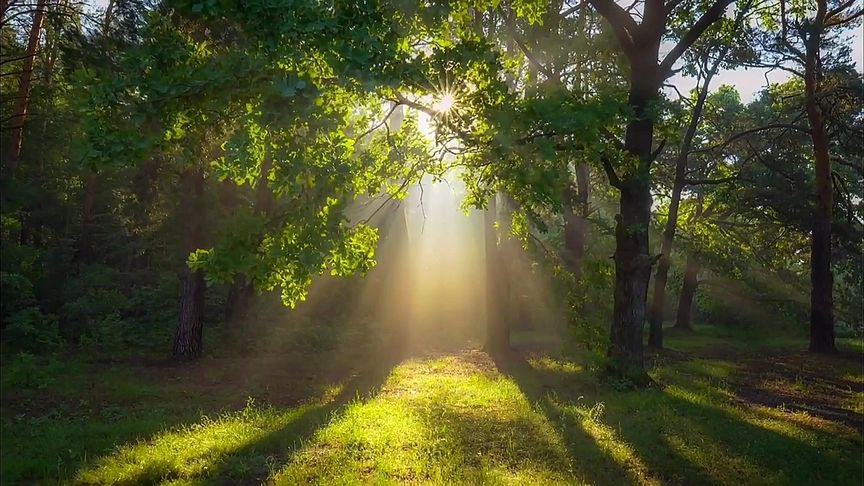 森林唯美视频素材#摄影 #森林 #大自然