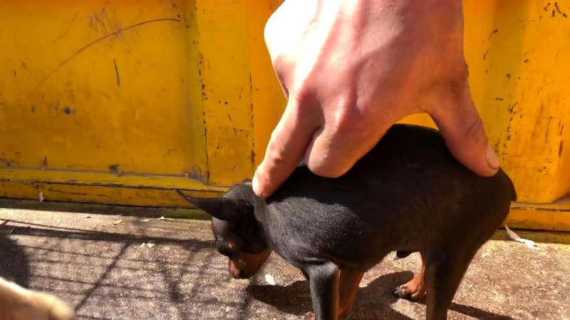 我们这里狗市上宠物犬特别多,品种也繁多,带大家欣赏一下