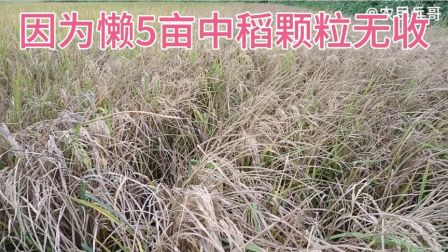 水稻种植要一定的技术,最重的一点是懒字,只要勤快都能种好