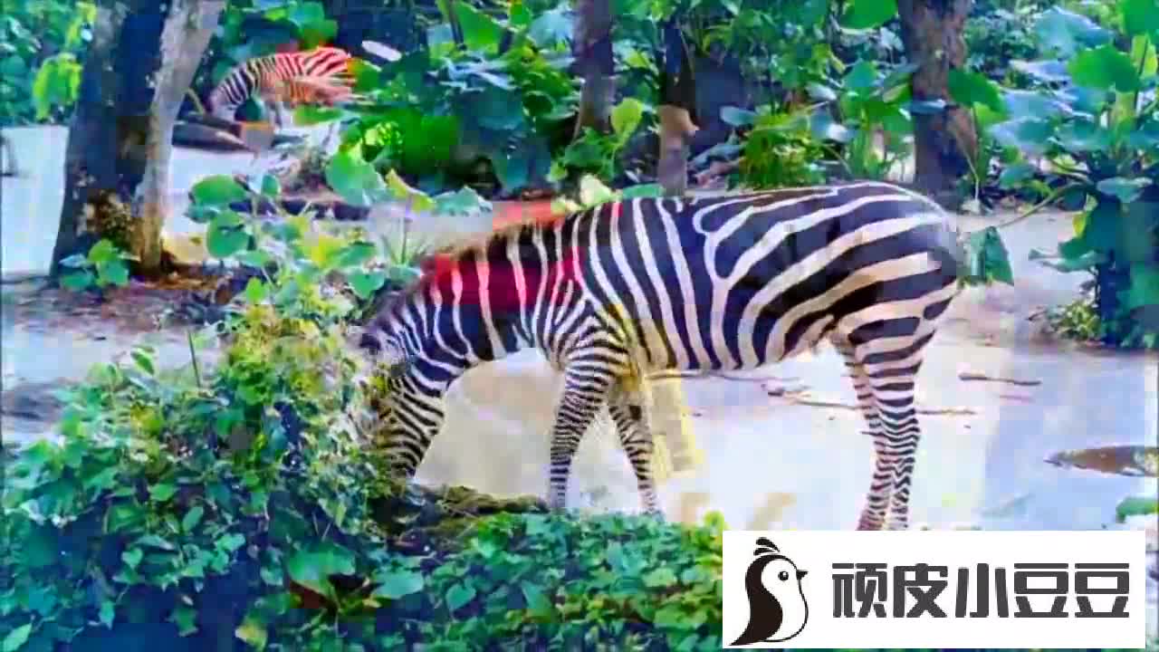 少儿卡通动画 介绍拖拉机,警车,消防车和运油车 彩色鲨鱼