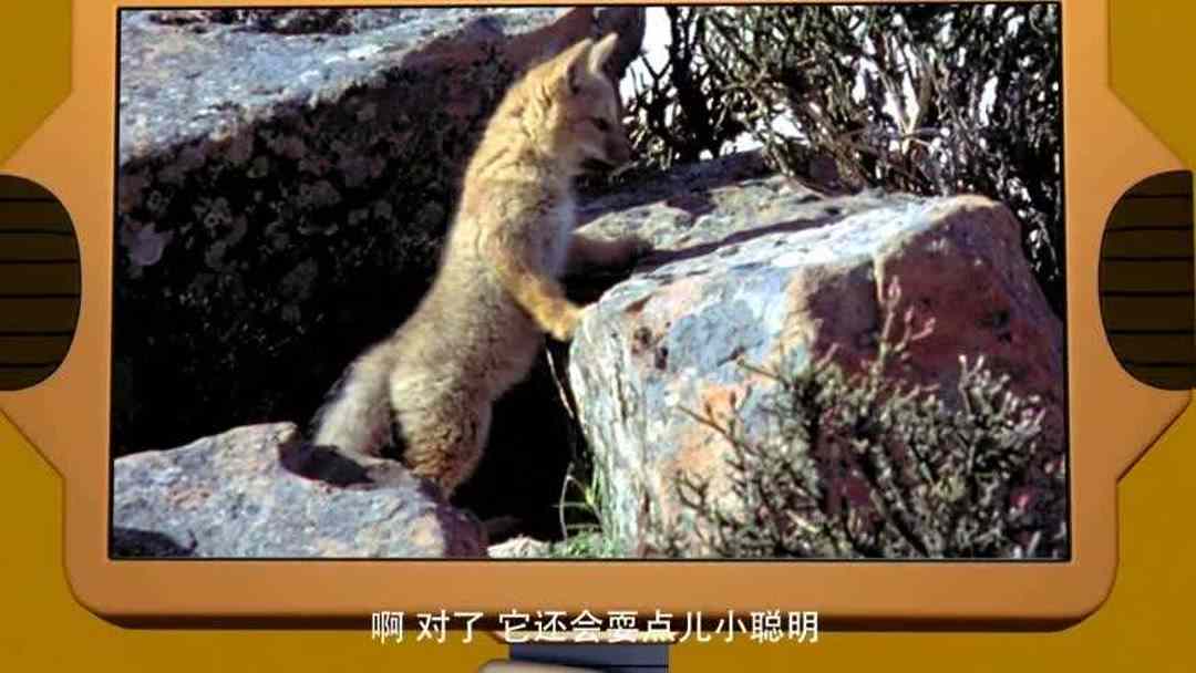 野生动物宝宝:森林中忽然出现的神秘脚印难道是狐狸的