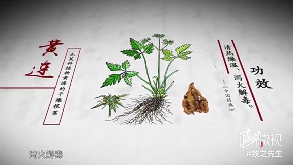 黄连,有清热燥湿,泻火解毒之功效。其味入口极苦#中药#