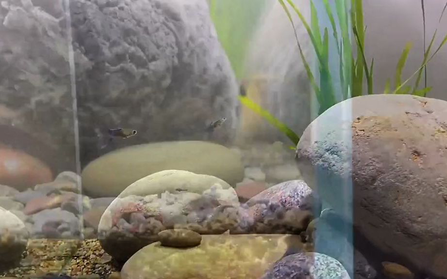 【养鱼】我的世界里好像只剩下鱼了,然而我还满脑子想让你们也都养鱼