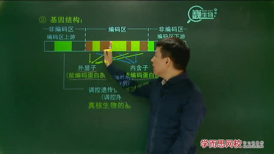 第13讲:基因的表达进阶④