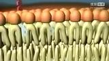 高中生物教学视频:细胞膜的结构与物质出入细胞方式