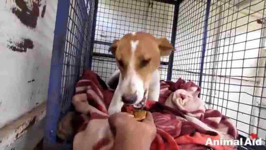 可怜狗狗被困井里5天 好心人出动吊车将它救出!