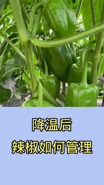 降温后,辣椒如何管理!辣椒种植大棚农业科技...